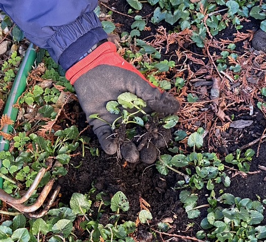 Early Detection is Key: Controlling Invasive Plants in Your Garden ...